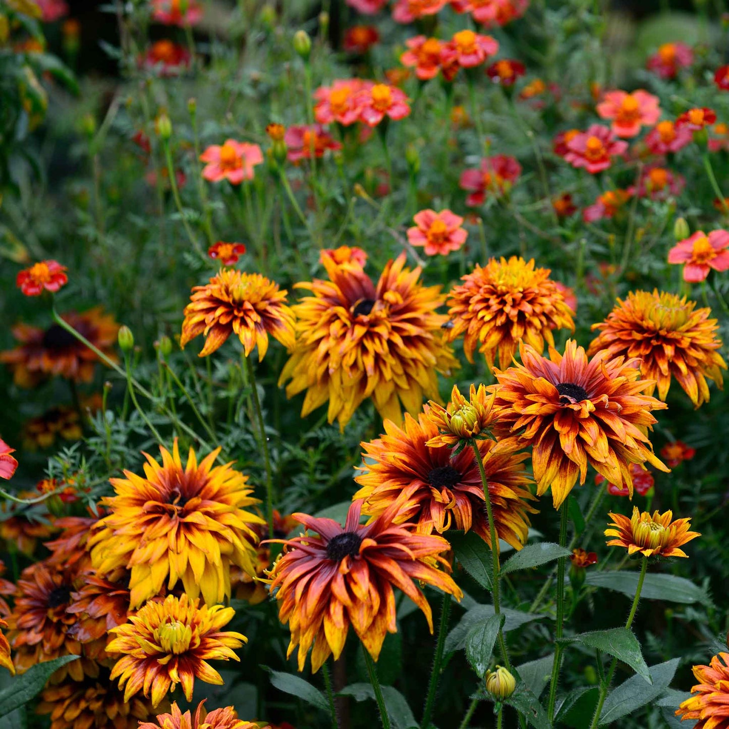 Black Eyed Susan Seeds - Cherokee Sunset | Flower Seeds in Packets ...