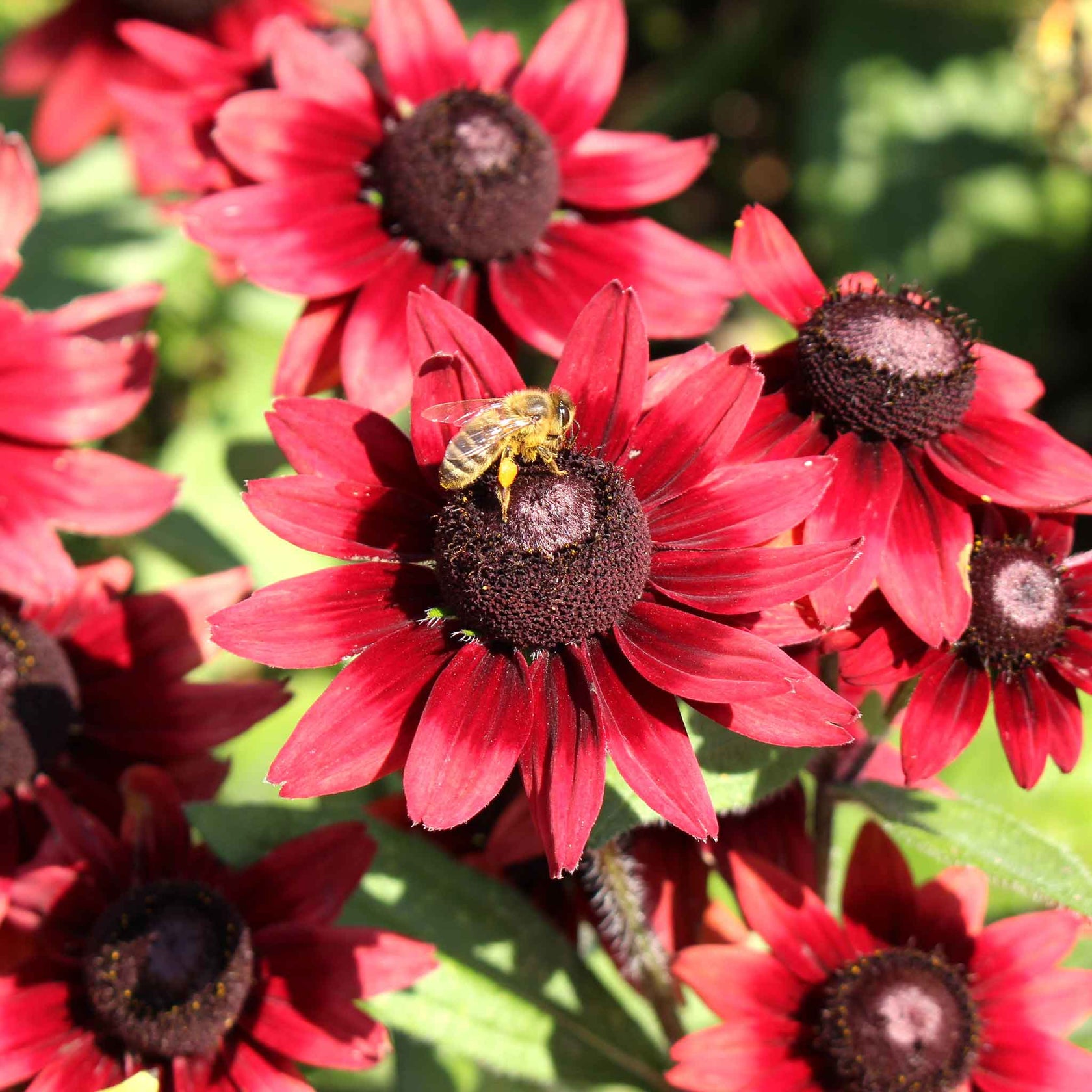 Black Eyed Susan Seeds - Cherry Brandy | Flower Seeds in Packets & Bulk ...