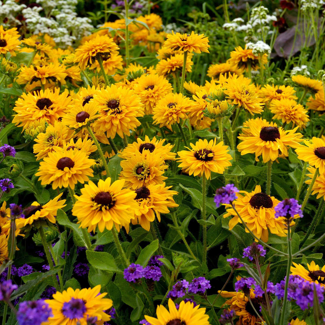 Black Eyed Susan Seeds - Maya | Flower Seeds in Packets & Bulk | Eden ...