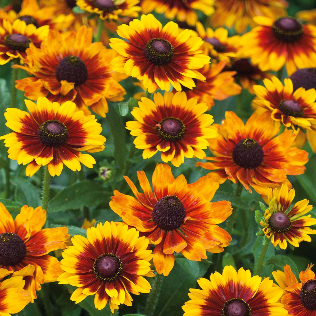 Black Eyed Susan Seeds - Toto Rustic | Flower Seeds in Packets & Bulk ...