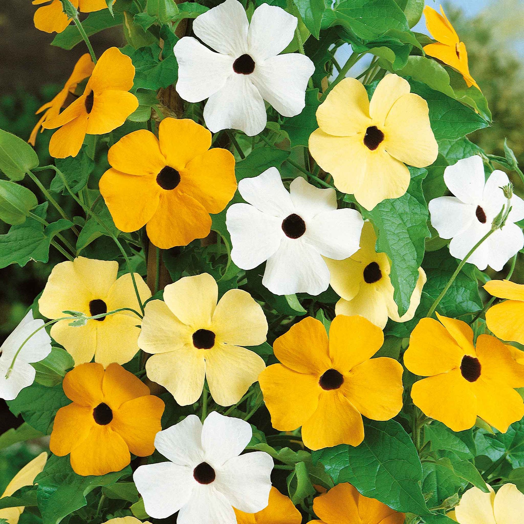 Black Eyed Susan Seeds - Vine Mix | Flower Seeds in Packets & Bulk ...