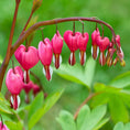 Bleeding Heart Roots | Flower Bulbs | Eden Brothers