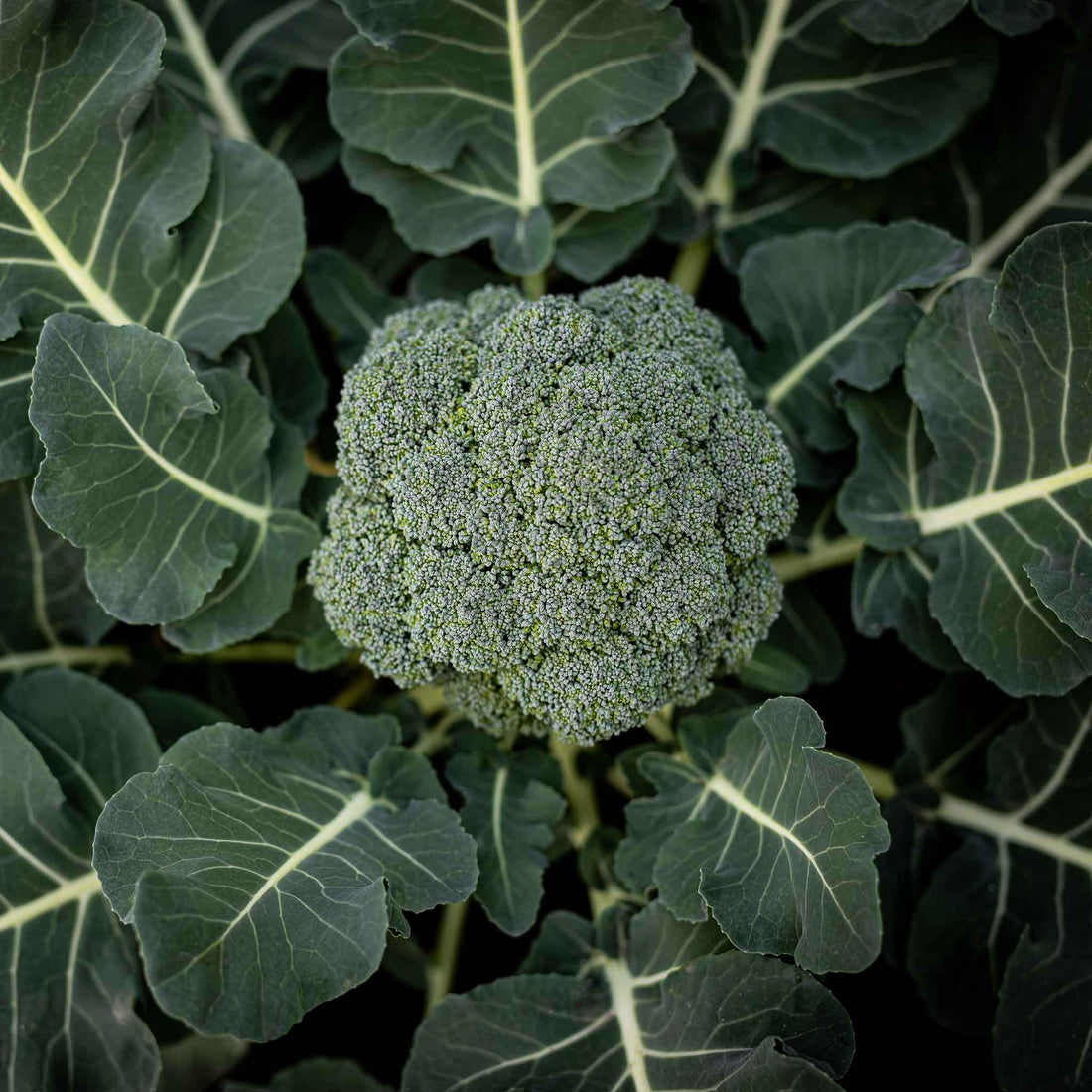 Broccoli Seeds - Calabrese | Vegetable Seeds in Packets & Bulk | Eden ...