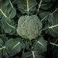 Broccoli Seeds - Calabrese | Vegetable Seeds in Packets & Bulk | Eden ...
