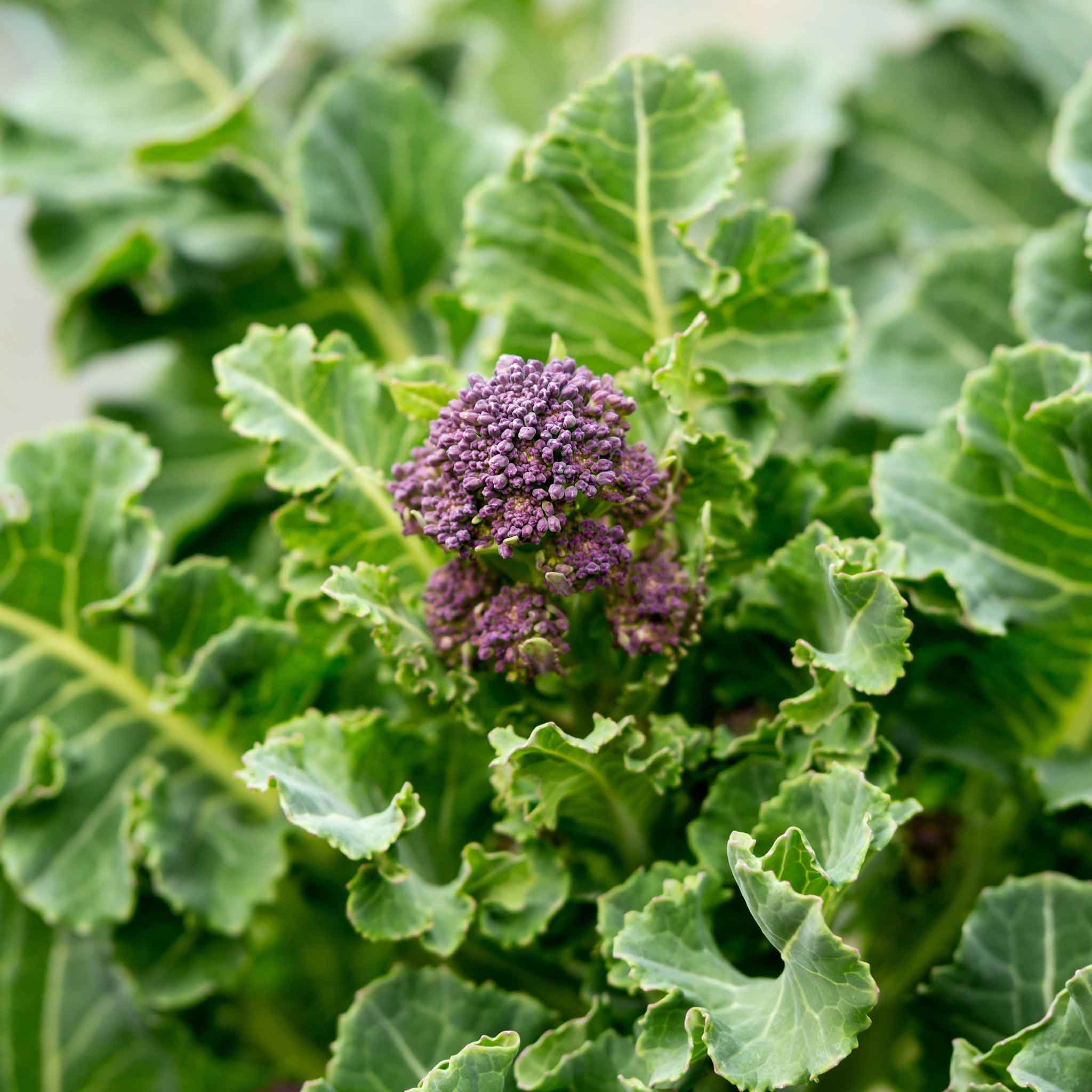 Broccoli Seeds - Purple Sprouting | Vegetable Seeds in Packets & Bulk ...