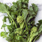Broccoli-Raab Seeds - Spring Rapini | Vegetable Seeds in Packets & Bulk ...