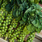 Brussels Sprouts Seeds - Catskill | Vegetable Seeds in Packets & Bulk ...