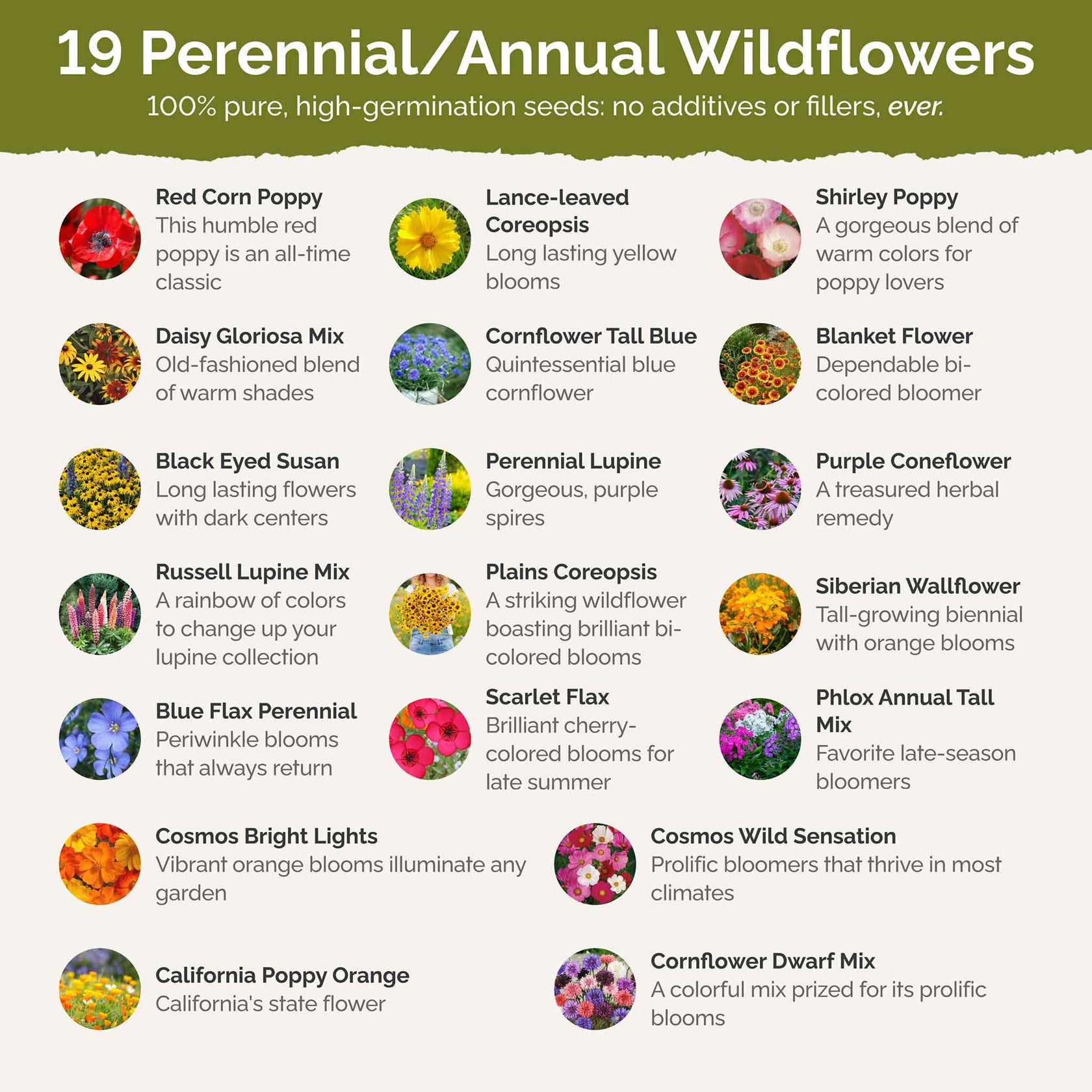 Burst Of Bloom Annual & Perennial Wildflower Seed Mix – Eden Brothers