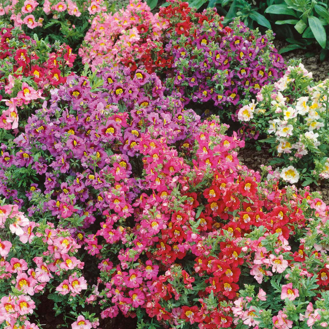 Butterfly Flower - Angel Wings Mix | Flower Seeds in Packets & Bulk ...