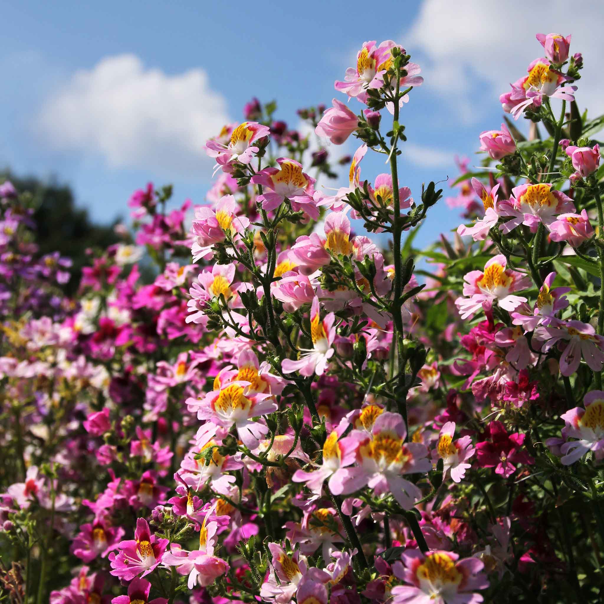 Butterfly Flower - Angel Wings Mix | Flower Seeds in Packets & Bulk ...