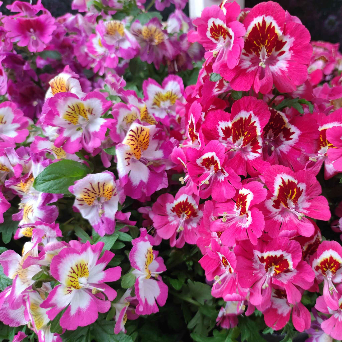 Butterfly Flower - Angel Wings Mix | Flower Seeds in Packets & Bulk ...
