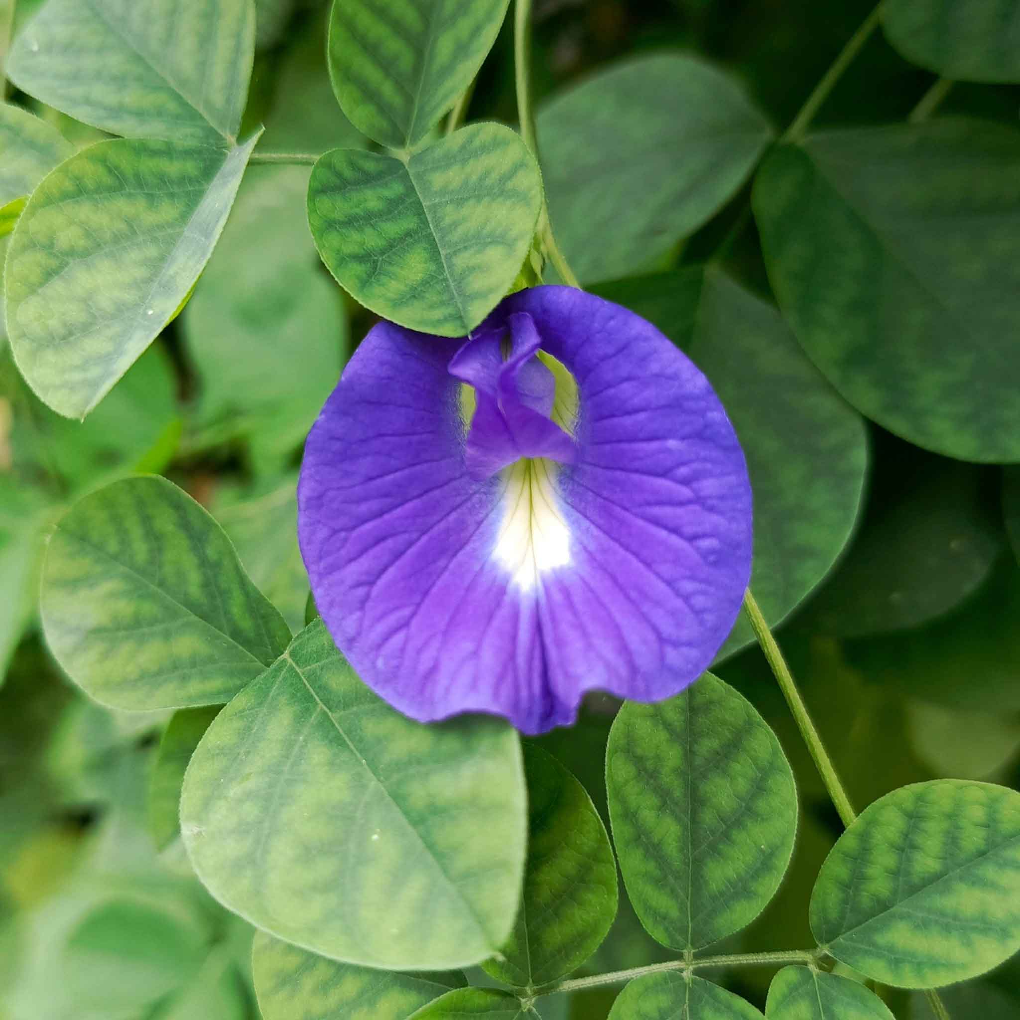 Butterfly Pea Seeds - Blue | Flower Seeds | Eden Brothers