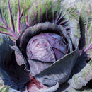 Cabbage Seeds - Red Acre | Vegetable Seeds in Packets & Bulk | Eden ...