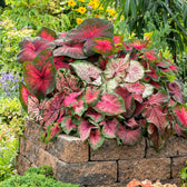 Caladium Bulbs - Fancy Leaf Mix | Spring Flower Bulbs | Eden Brothers