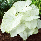 Caladium Bulbs | Shop 4 Varieties | Eden Brothers