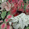 Caladium Bulbs - Jumbo Mix | Spring Flower Bulbs | Eden Brothers