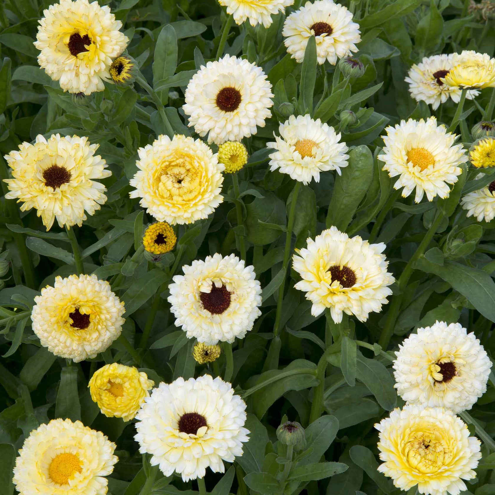 Calendula Seeds - Ivory Princess | Flower Seeds in Packets & Bulk ...