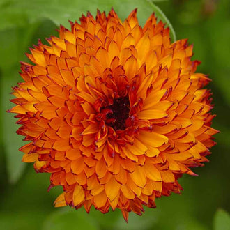 Calendula Seeds | Shop 18 Varieties | Eden Brothers