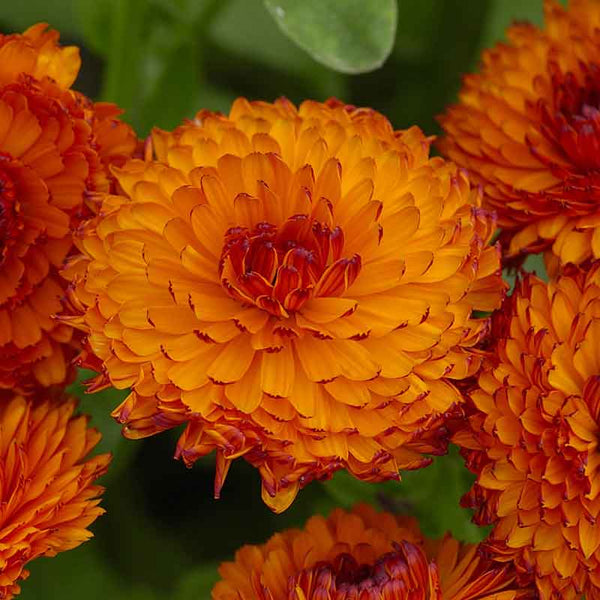 Calendula Seeds - Neon | Flower Seeds in Packets & Bulk | Eden Brothers
