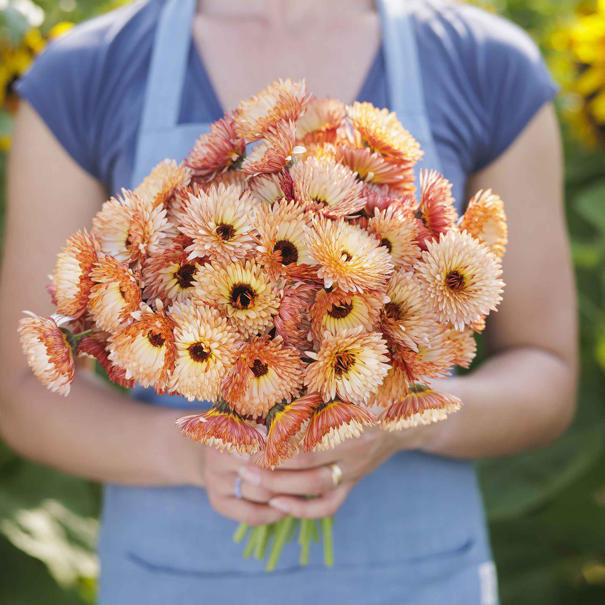 Calendula Seeds - Orange Flash | Flower Seeds in Packets & Bulk | Eden ...