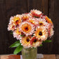 Calendula Seeds (Organic) - Strawberry Blonde | Flower Seeds in Packets ...