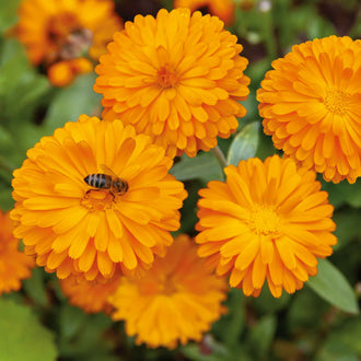 Calendula Seeds | Shop 12 Varieties | Eden Brothers