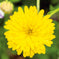 Calendula Seeds - Pacific Beauty Yellow | Flower Seeds in Packets ...