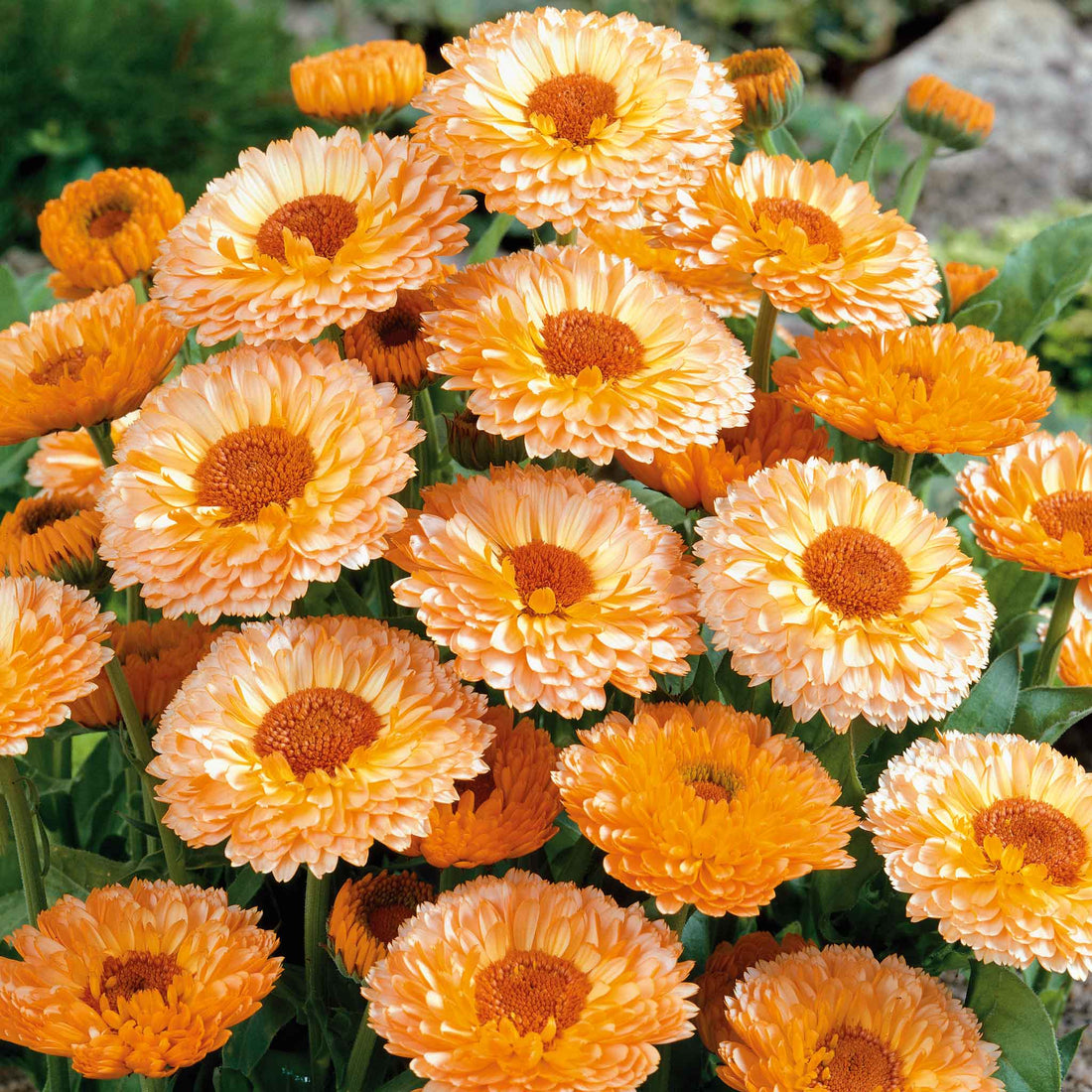 Calendula Seeds - Pink Surprise | Flower Seeds in Packets & Bulk | Eden ...