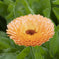 Calendula Seeds - Pink Surprise | Flower Seeds in Packets & Bulk | Eden ...