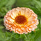 Calendula Seeds - Sunset Buff | Flower Seeds in Packets & Bulk | Eden ...