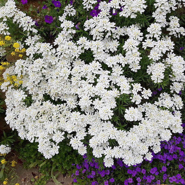 Candytuft Seeds - Snow Flurries | Flower Seeds in Packets & Bulk | Eden ...