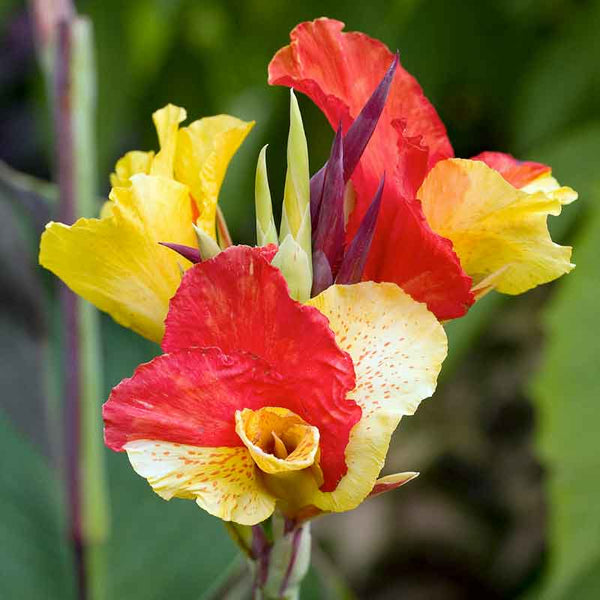 Canna Lily Bulbs - Cleopatra | Spring Flower Bulbs | Eden Brothers