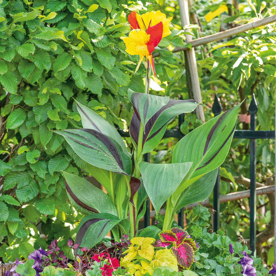 Canna Lily Bulbs - Cleopatra | Spring Flower Bulbs | Eden Brothers
