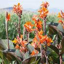 Canna Lily - Wyoming | Spring Flower Bulbs | Eden Brothers