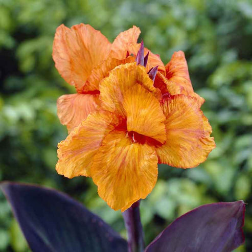 Canna Lily - Wyoming | Spring Flower Bulbs | Eden Brothers