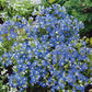 Cape Jewels Seeds - Blue Gem | Flower Seeds in Packets & Bulk | Eden ...