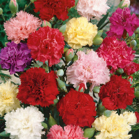 Carnation Seeds | Shop 10 Varieties | Eden Brothers