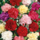 Carnation Seeds - Chabaud Mix | Flower Seeds in Packets & Bulk | Eden ...