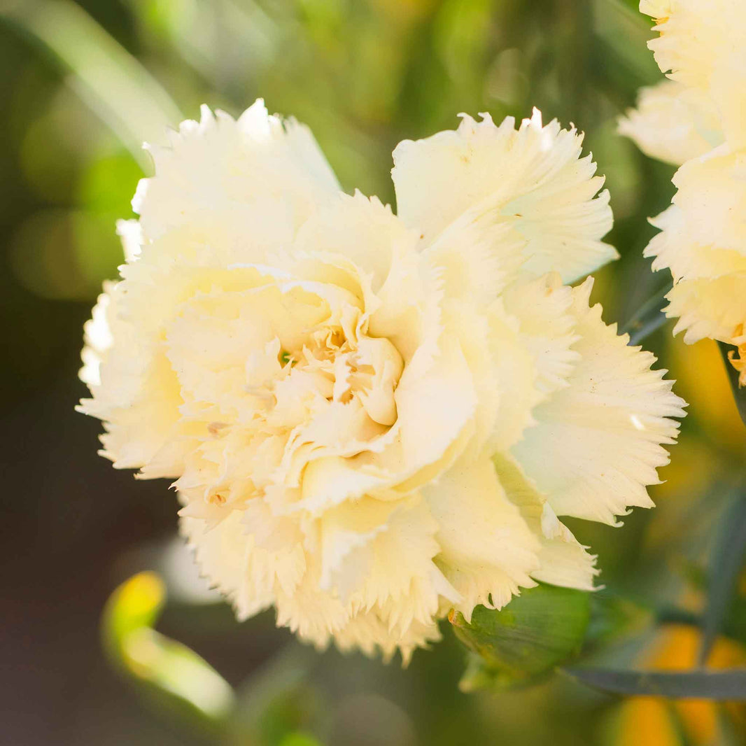 Dianthus Seeds | Shop 20 Varieties | Eden Brothers