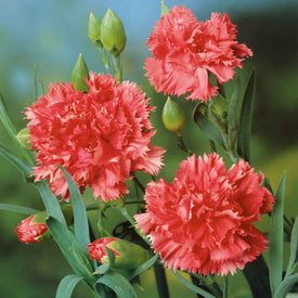 Carnation Seeds | Shop 10 Varieties | Eden Brothers
