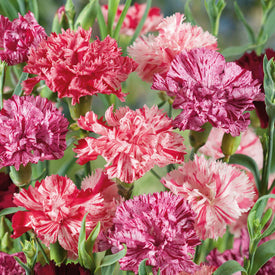 Carnation Seeds | Shop 10 Varieties | Eden Brothers