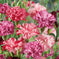 Carnation Seeds - Picotee Mix | Flower Seeds in Packets & Bulk | Eden ...
