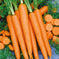 Carrot Seeds - Imperator 58 | Vegetable Seeds in Packets & Bulk | Eden ...