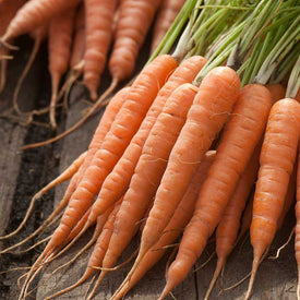 Carrot Seeds | Shop 20 Varieties | Eden Brothers