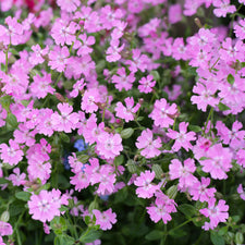 Catchfly Seeds | Shop 2 Varieties | Eden Brothers