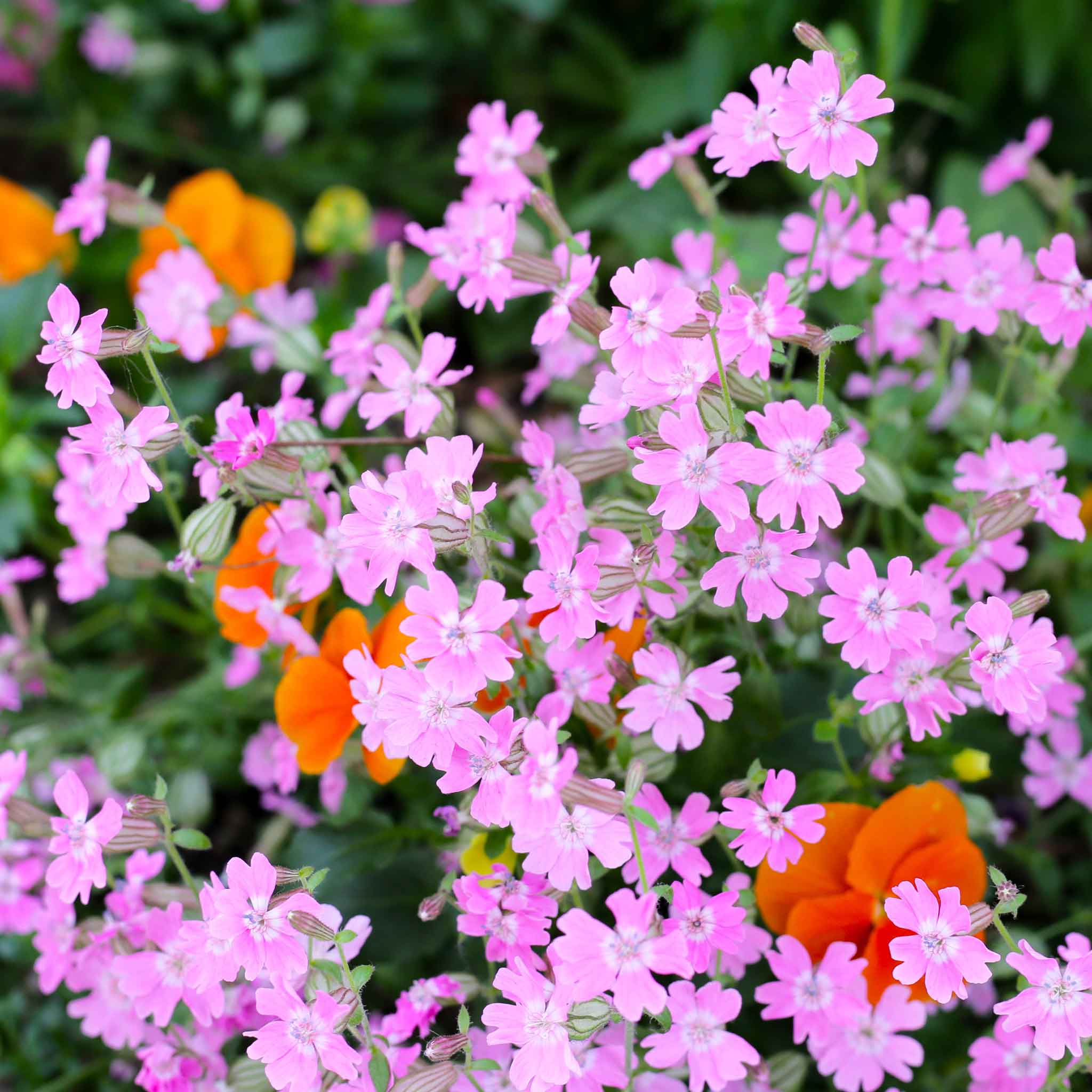 Nodding Catchfly Seeds | Flower Seeds in Packets & Bulk | Eden Brothers