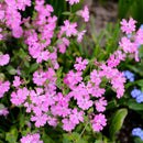 Nodding Catchfly Seeds | Flower Seeds in Packets & Bulk | Eden Brothers