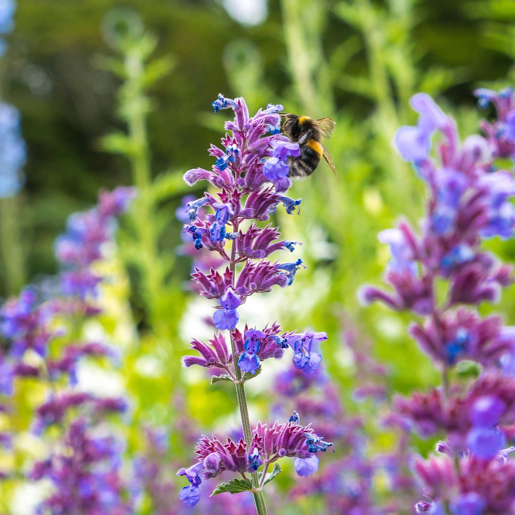 Catmint Roots Six Hills Giant | Spring Flower Bulbs | Eden Brothers