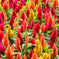 Celosia Seeds - First Flame Mix | Flower Seeds in Packets & Bulk | Eden ...