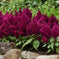Celosia Seeds - First Flame Purple | Flower Seeds in Packets & Bulk ...